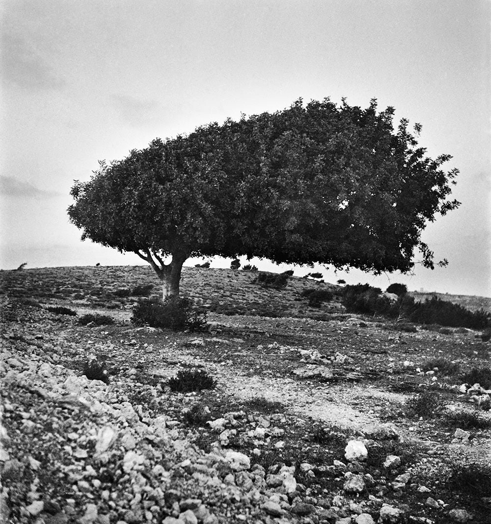 A Sycamore Tree in the Galilee – The Photohouse